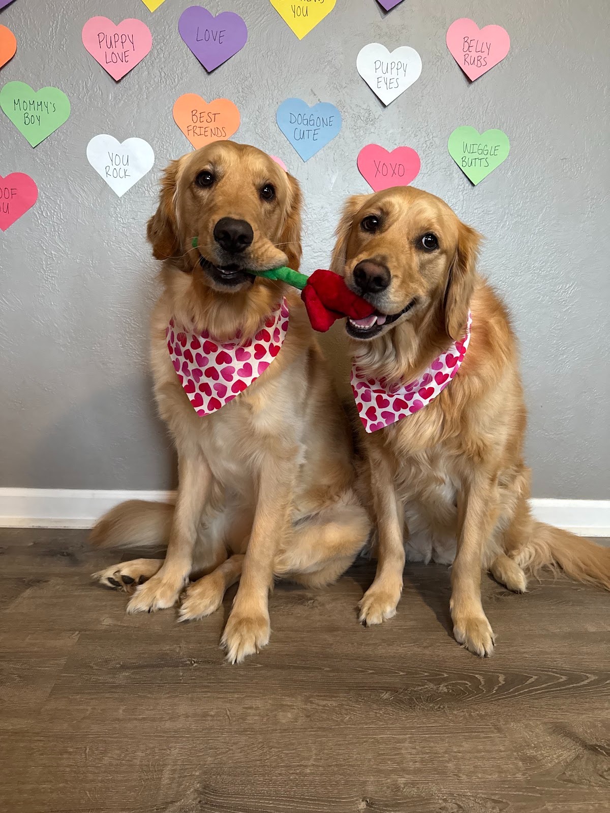 Puppy Love: Therapy Dog Tuesdays – The Insider